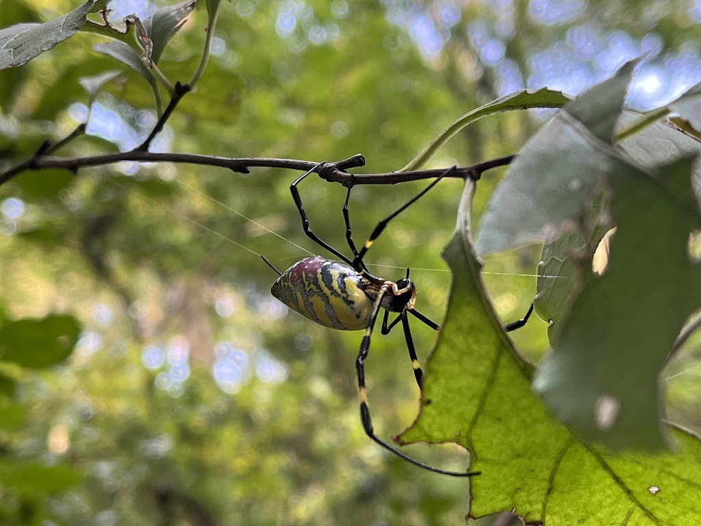 Joro Spider from 玄武区, 南京市, 江苏省, CN on October 1, 2022 at 02:28 PM by ...