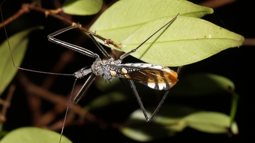 Epidaus maculiger · iNaturalist