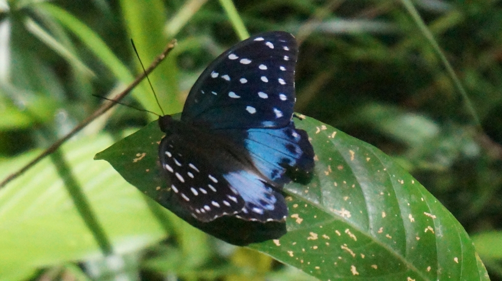 Lexias satrapes from Kagbana on September 09, 2022 at 11:18 AM by ...