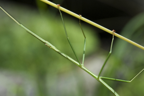Crafty Arphax Stick Insect (Arphax dolomedes) · iNaturalist
