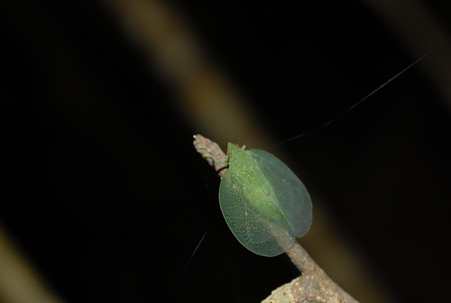 Genus Laberia · iNaturalist