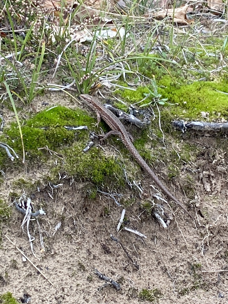 Viviparous Lizard from Sjælland, Dronningmølle, Region Hovedstaden, DK ...