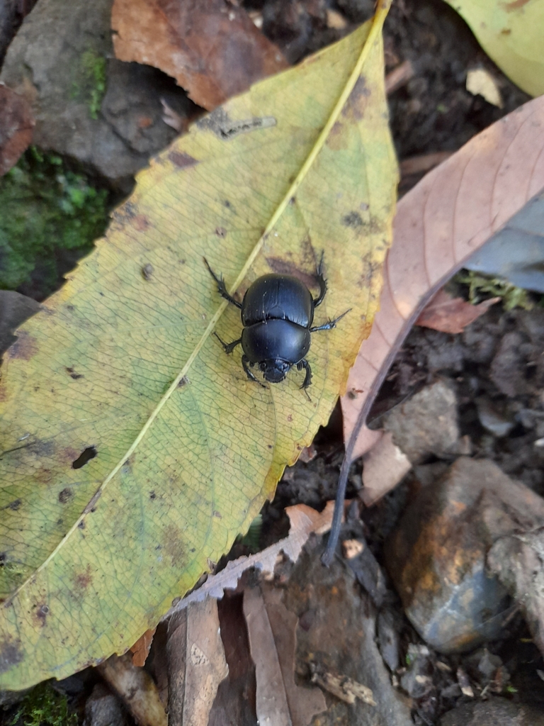 Phelotrupes taiwanus from 佐得寒山 on October 01, 2022 at 10:32 AM by Saikō ...