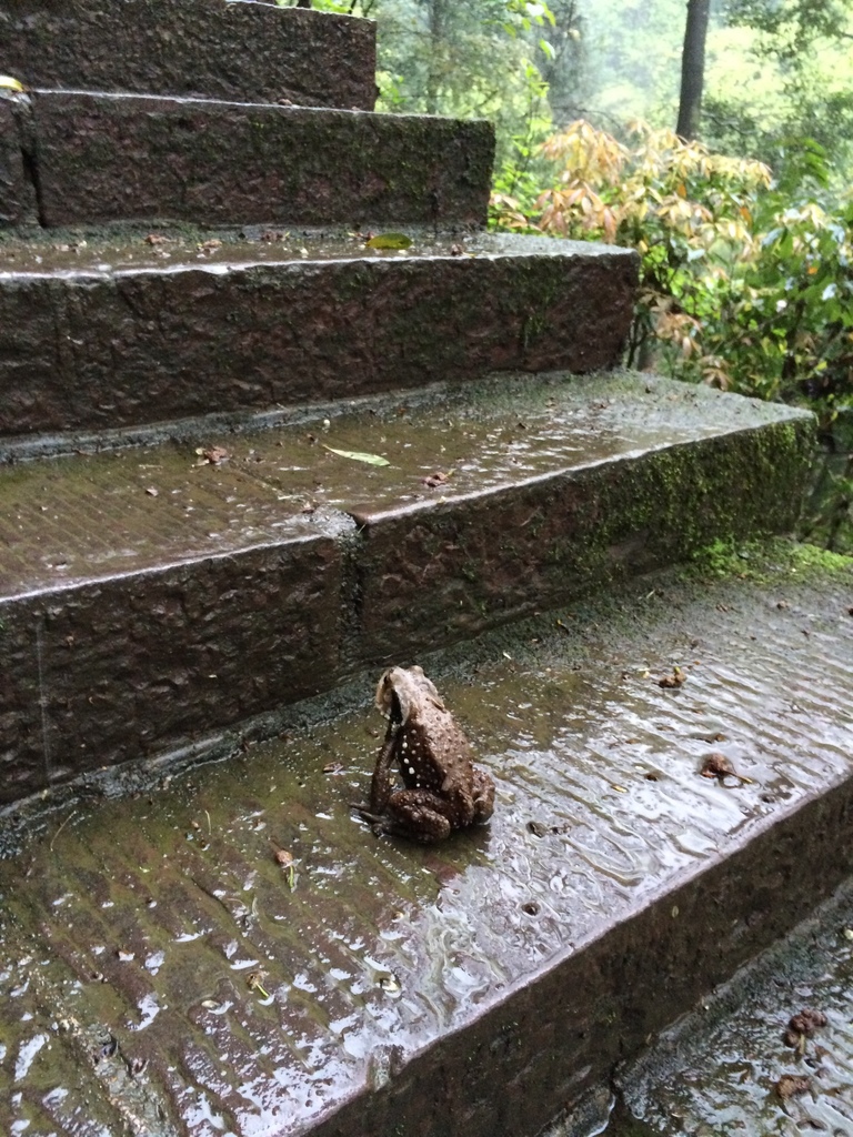 Old World Toads from Yongding, Zhangjiajie, Hunan, CN on April 3, 2016 ...
