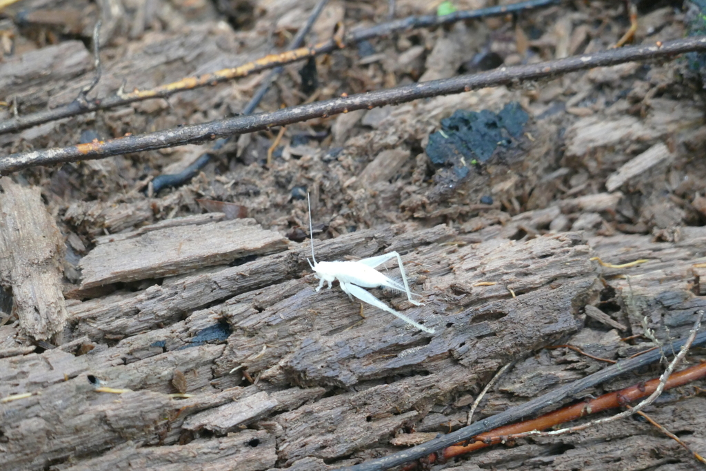 True Crickets and Allies from Requena Province, Peru on December 15 ...