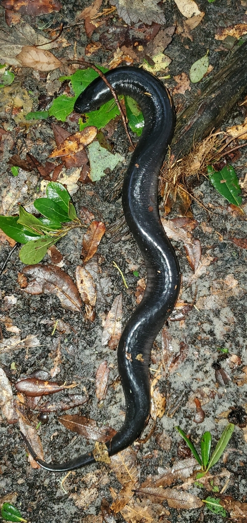 Two-toed Amphiuma from Myrtle Beach, SC 29577, USA on September 30 ...