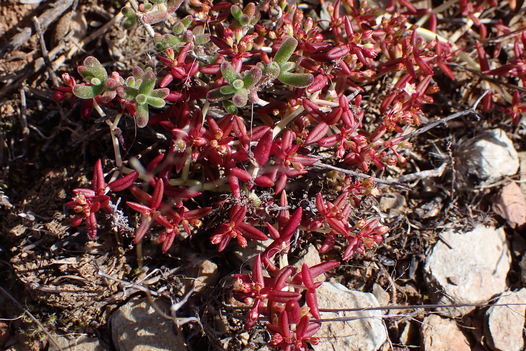 Fine Stonecrop from Eden, Western Cape, South Africa on September 30 ...