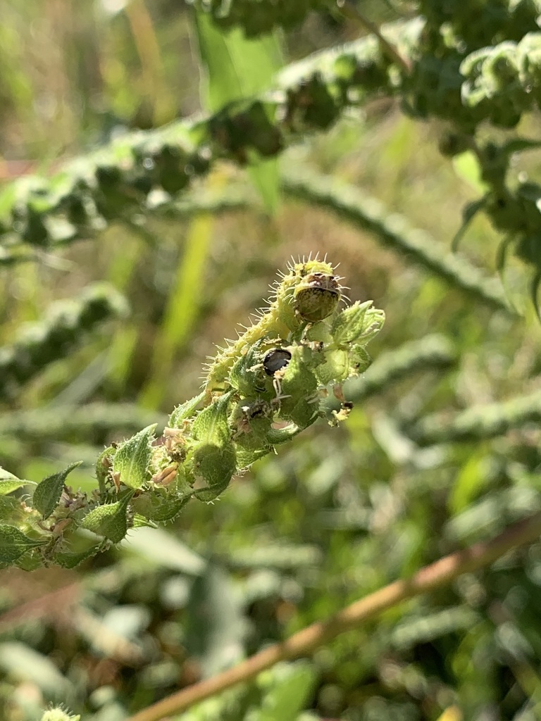 Slender Flower Moth from Stillwater, OK, US on October 01, 2022 at 10: ...