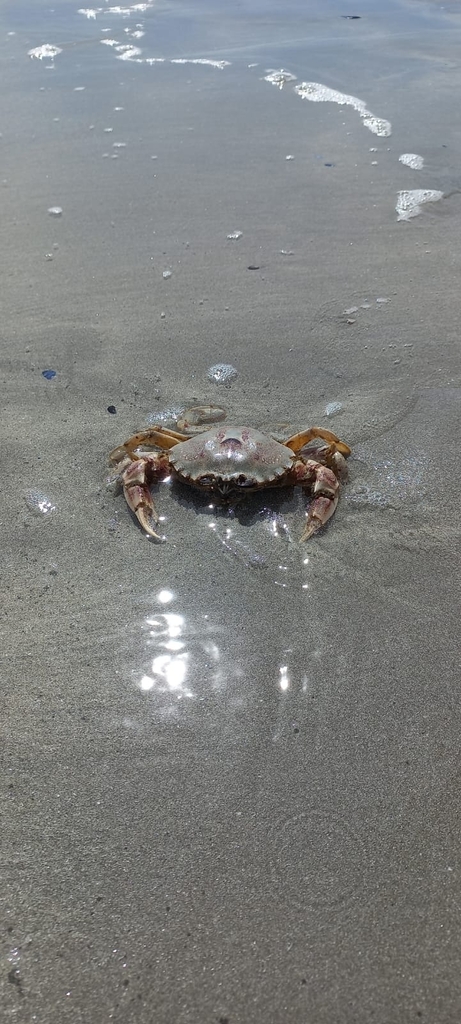 Rowing Crab from 1 Langstrandslot, Langstrand, Mosselbank, Paternoster ...