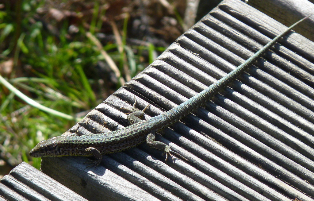 Bocage's Wall Lizard from Esposende, 4740, Portugal on September 30 ...