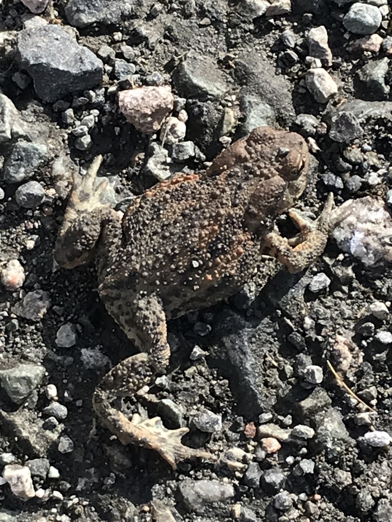 European Toad from Rionnaich, Oban, Scotland, GB on October 01, 2022 at ...