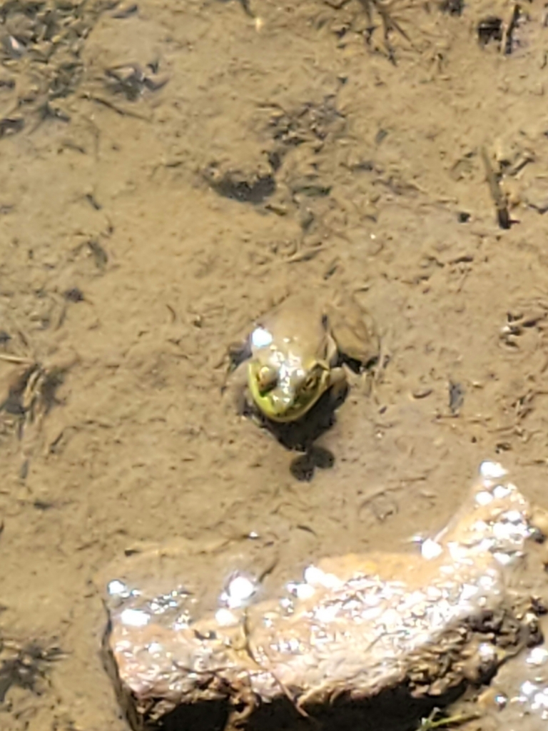 American Bullfrog from Johnson County, US-MO, US on October 01, 2022 at ...