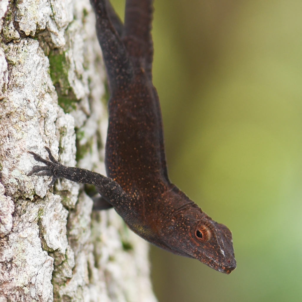 Crested Anole from Miami, FL 33173, USA on October 01, 2022 at 11:25 AM ...