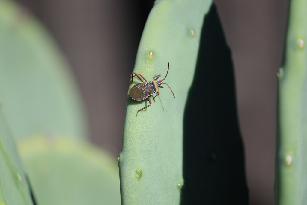 Cactus Coreid Bug from Hidalgo County, NM, USA on October 01, 2022 at ...
