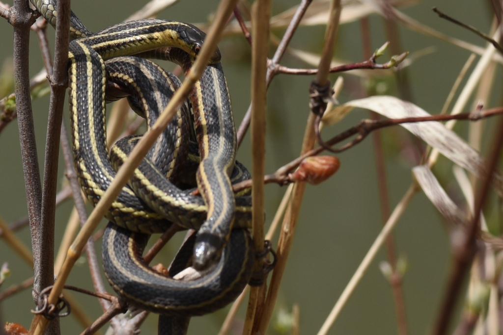Butler's Garter Snake in May 2022 by Sam. Courting pair. This ...