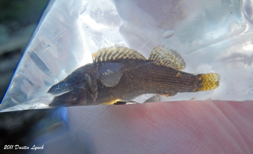 Yellowcheek Darter (Nothonotus moorei) · iNaturalist