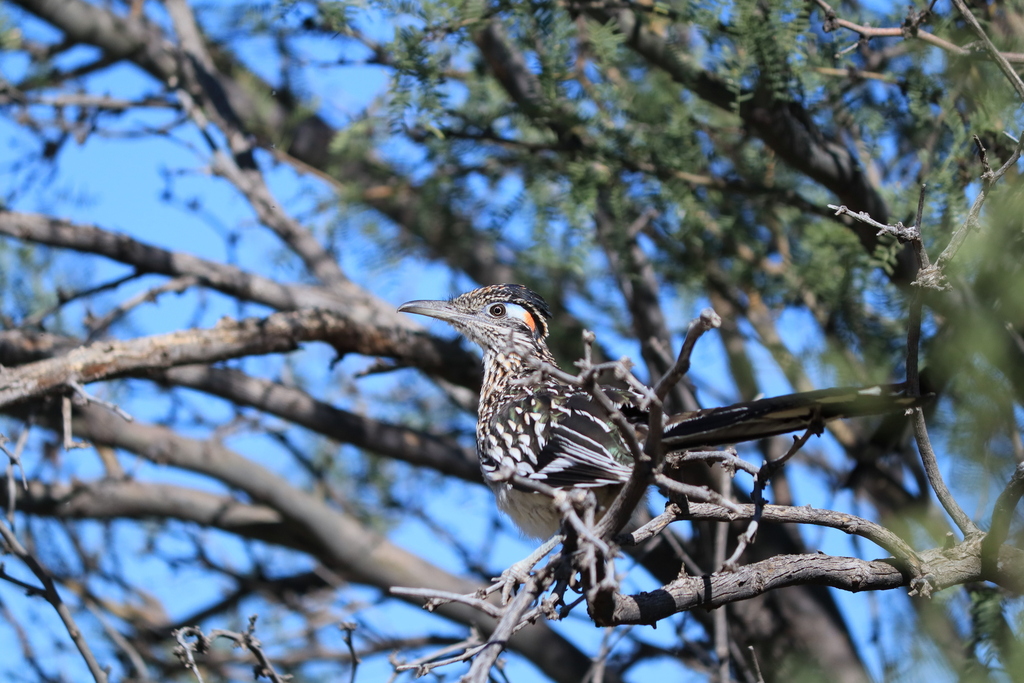 Greater Roadrunner from Hidalgo County, NM, USA on October 01, 2022 at ...