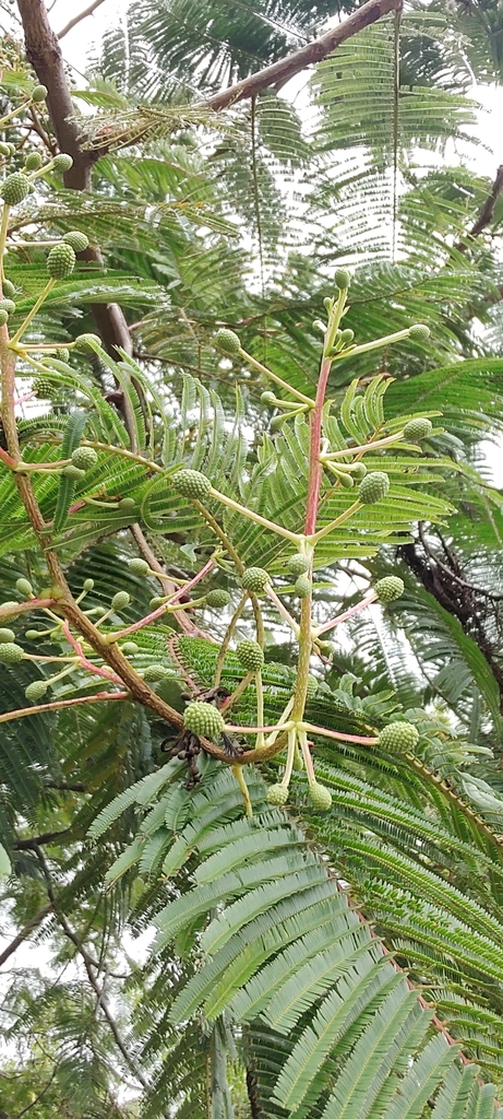 False Tamarinds from Los Cedros, 62157 Cuernavaca, Mor., México on ...