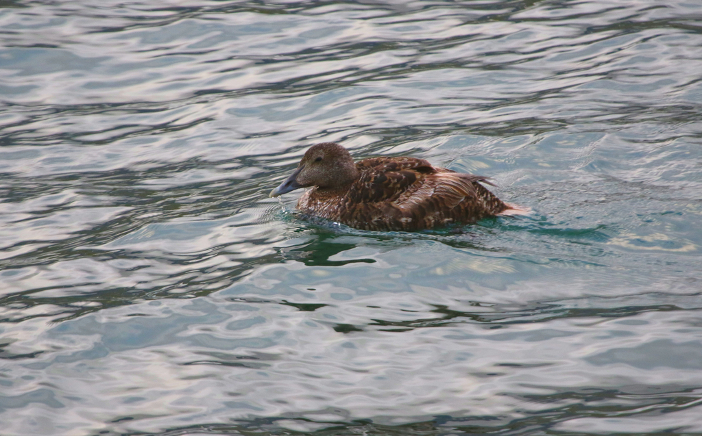 Common Eider in August 2022 by Chris Hill · iNaturalist