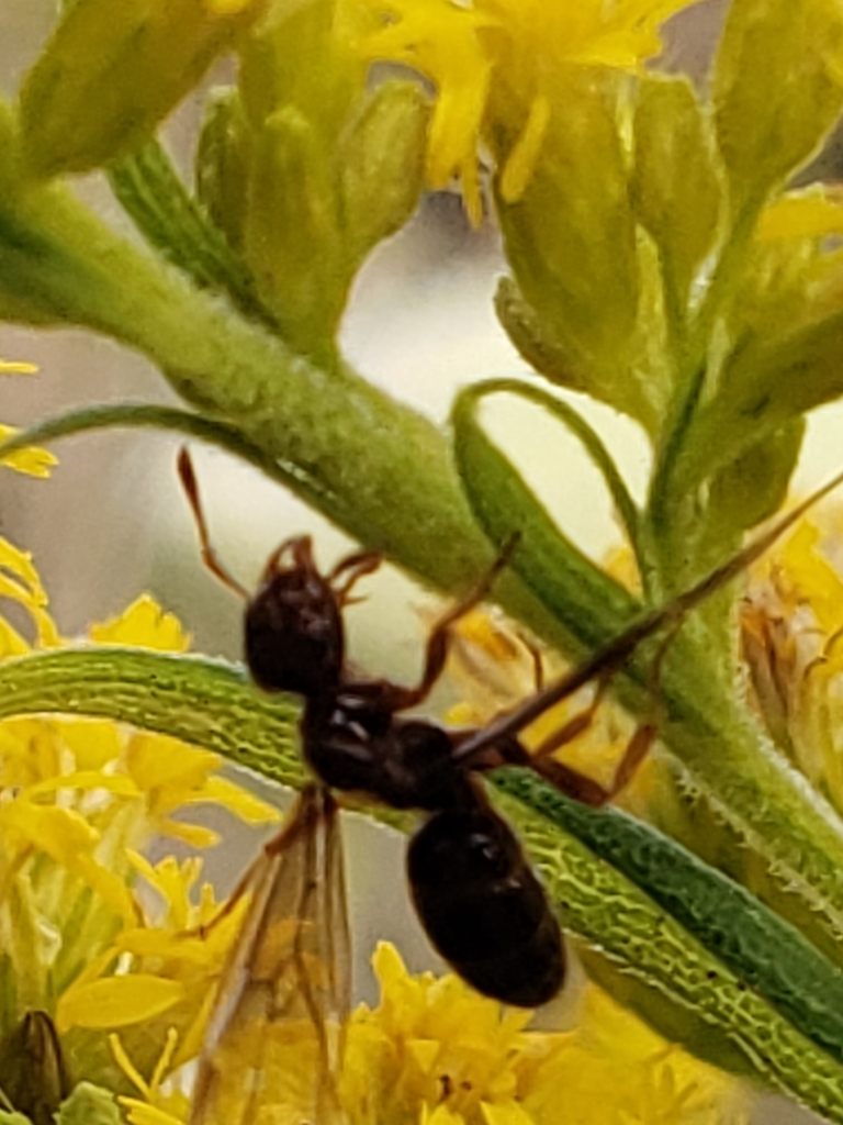 Common Citronella Ant from High Park-Swansea, Toronto, ON, Canada on ...