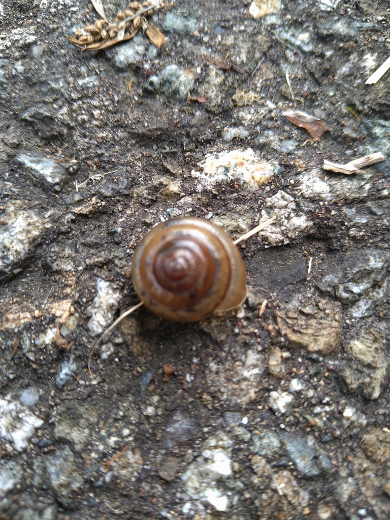 Satsuma cardiostoma in October 2022 by 佐野沙樹 · iNaturalist