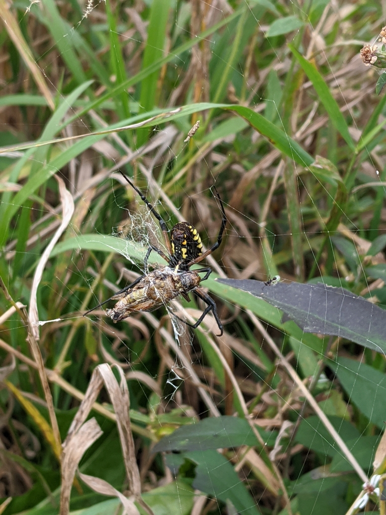 Yellow Garden Spider from La Crosse, WI, USA on October 1, 2022 at 05: ...