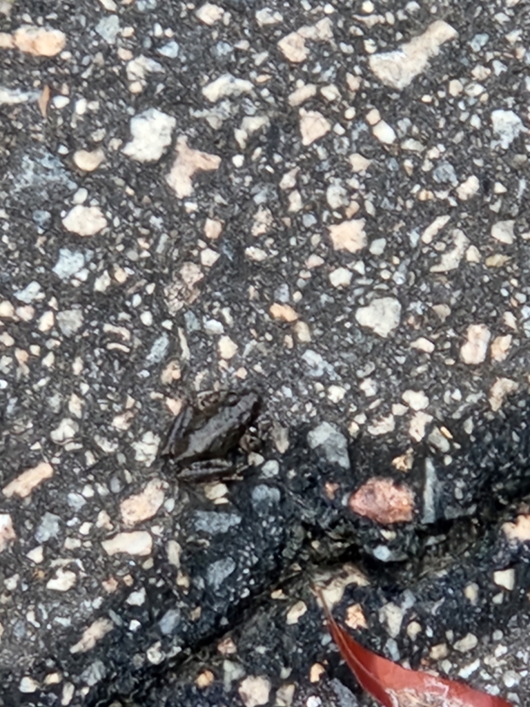 Northern Cricket Frog from Cary, NC 27519, USA on October 1, 2022 at 06 ...