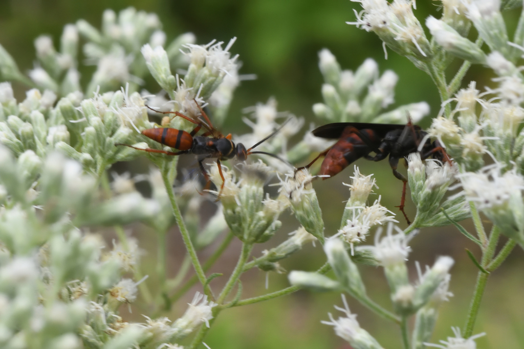 Rusty Spider Wasp from 1406 Slaterville Rd, Ithaca, NY 14850, USA on ...