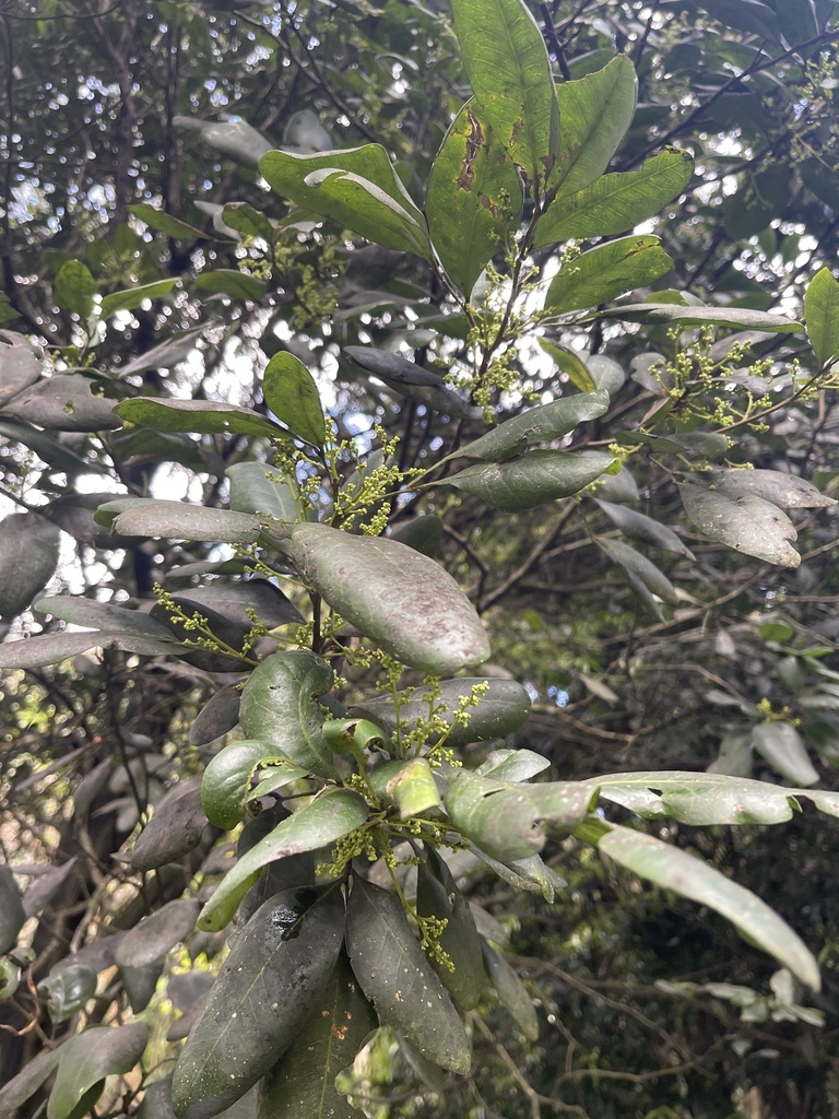 Guioa from Mount Brandon Rd, Jerrara, NSW, AU on October 2, 2022 at 12: ...
