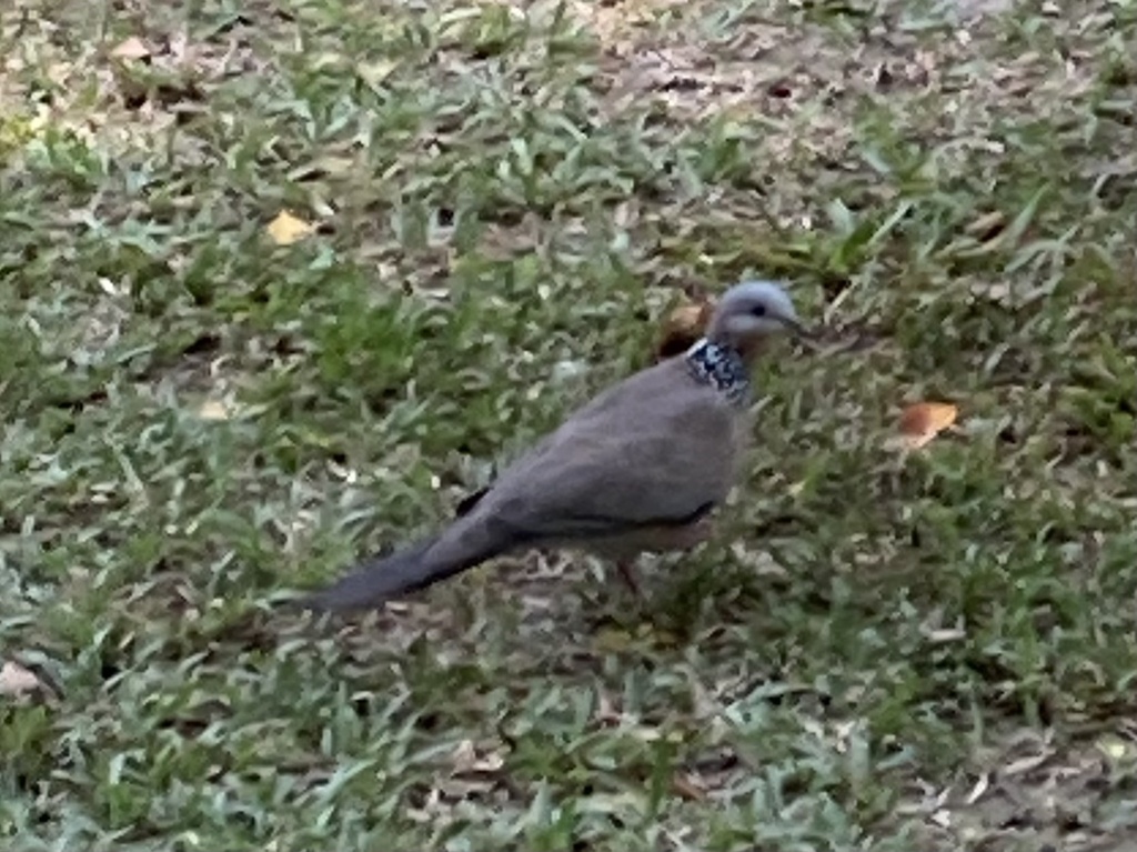 Spotted Dove from 中華三路, 前金區, TW on October 02, 2022 at 10:48 AM by CHIA ...