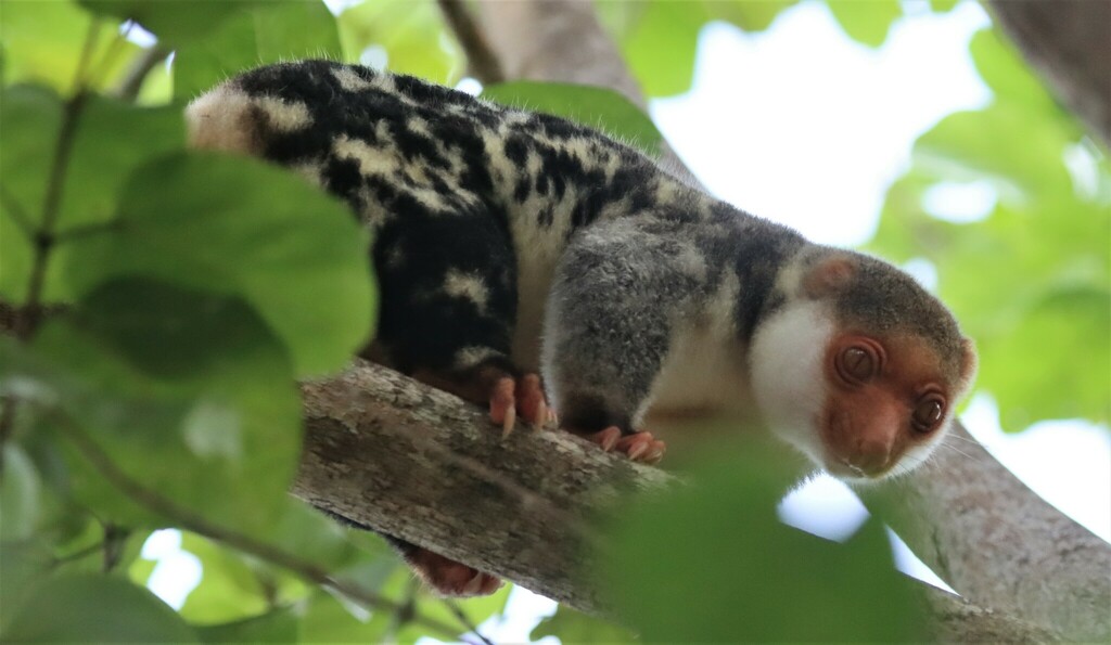 Waigeo Cuscus in October 2022 by Delana · iNaturalist