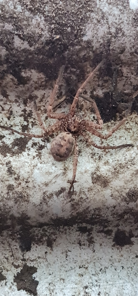 Brown Huntsman Spider from Bellbowrie QLD 4070, Australia on October 02 ...