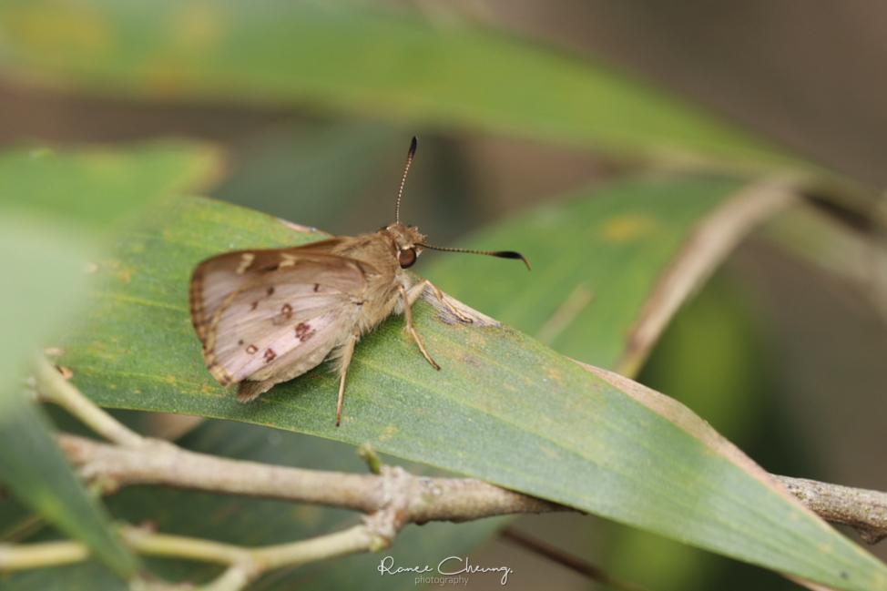 Southern Silver Ochre from 澳洲昆士蘭州布里斯班 on September 06, 2022 at 01:52 PM ...