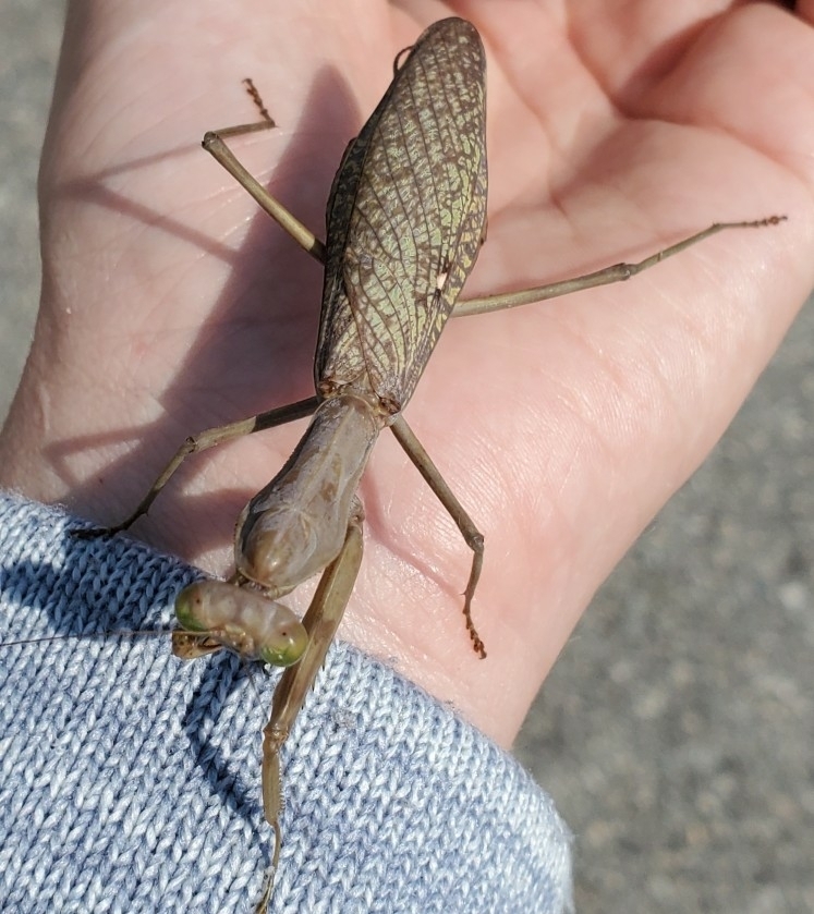 Giant Asian Mantis from Yeongsan-ro, Mokpo-si, Jeollanam-do, South ...