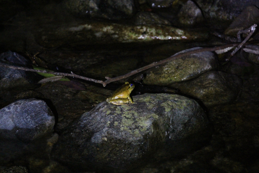 Northern Stuttering Barred Frog in September 2022 by Jake Slinger ...