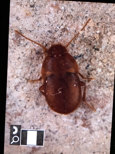 Mammal Nest Beetles (Genus Leptinus) · iNaturalist Guatemala