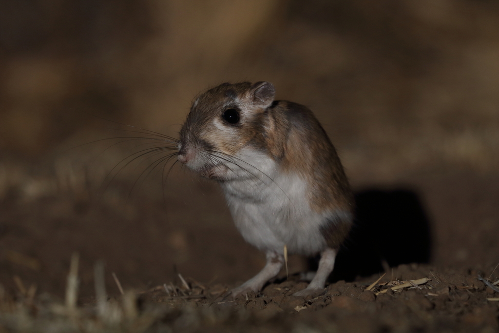 Giant Kangaroo Rat In July 2022 By Louislo INaturalist