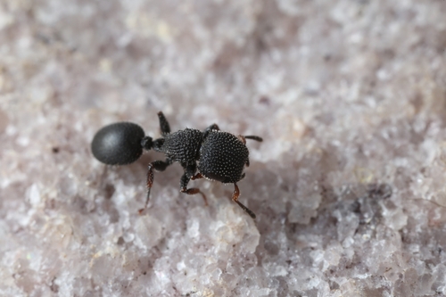 Complex Cataulacus tenuis · iNaturalist