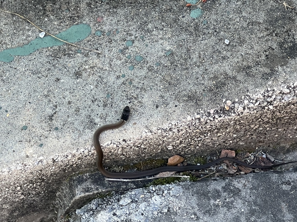 Chinese Many-tooth Snake from Pinggu, Beijing, CN on August 10, 2022 at ...