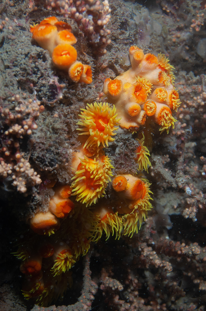 Arborescent sun corals from Three Ships, Great Sandy Strait QLD 4655 ...