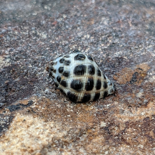 Photo 234397311, (c) Simon Hamlet, all rights reserved, uploaded by ...