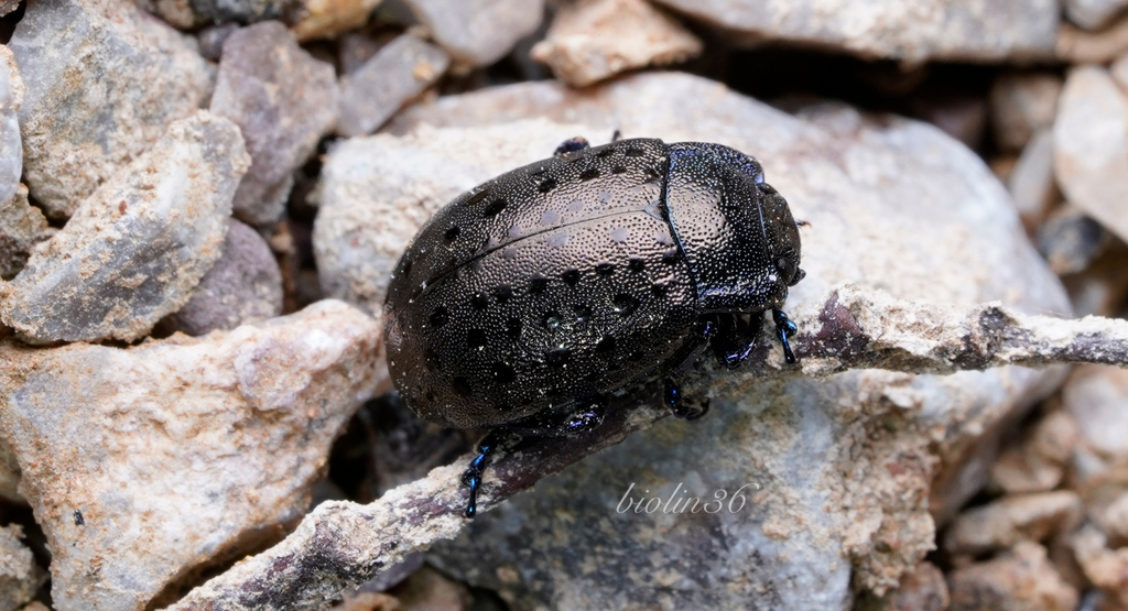 Chrysolina exanthematica from Tangshan Residential District, Jiangning ...