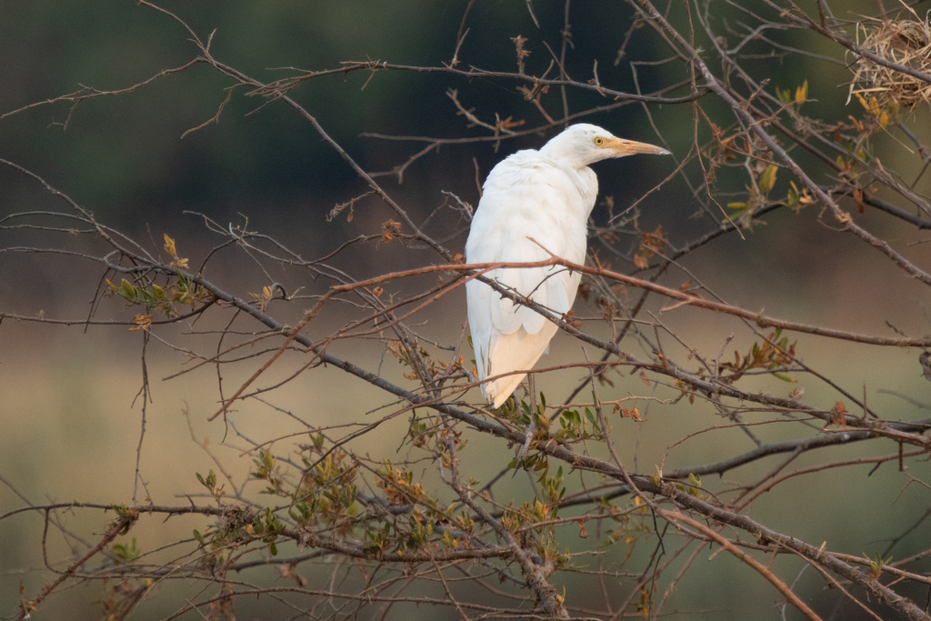 Western Cattle Egret from Mukwe, Kavango, Namibia on September 18, 2022 ...