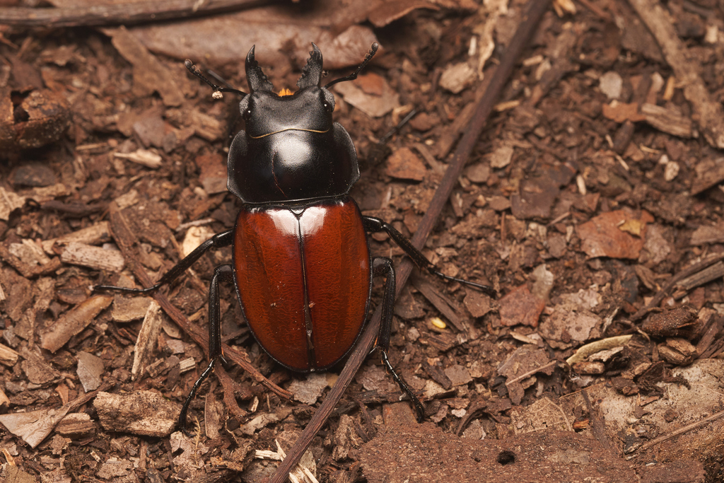 Neolucanus swinhoei from 台灣苗栗縣 on October 02, 2022 at 12:05 PM by ...