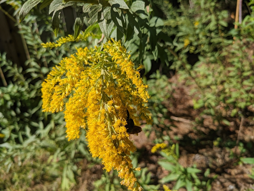 tall goldenrod from Guyton, GA 31312, USA on October 2, 2022 at 10:50 ...