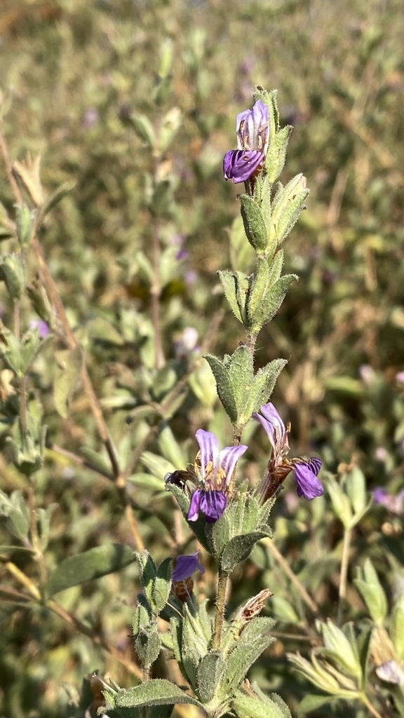 Duosperma quadrangulare from Kasane, Botswana on August 19, 2022 at 09: ...