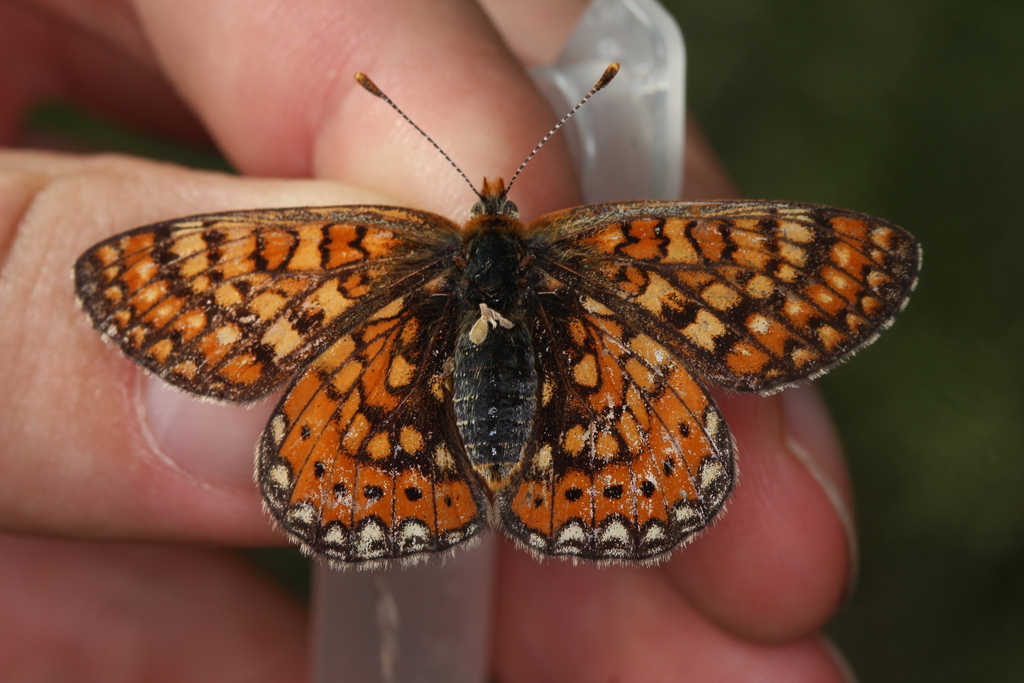 Marsh Fritillary from 30730 Fons, France on October 01, 2022 at 03:46 ...
