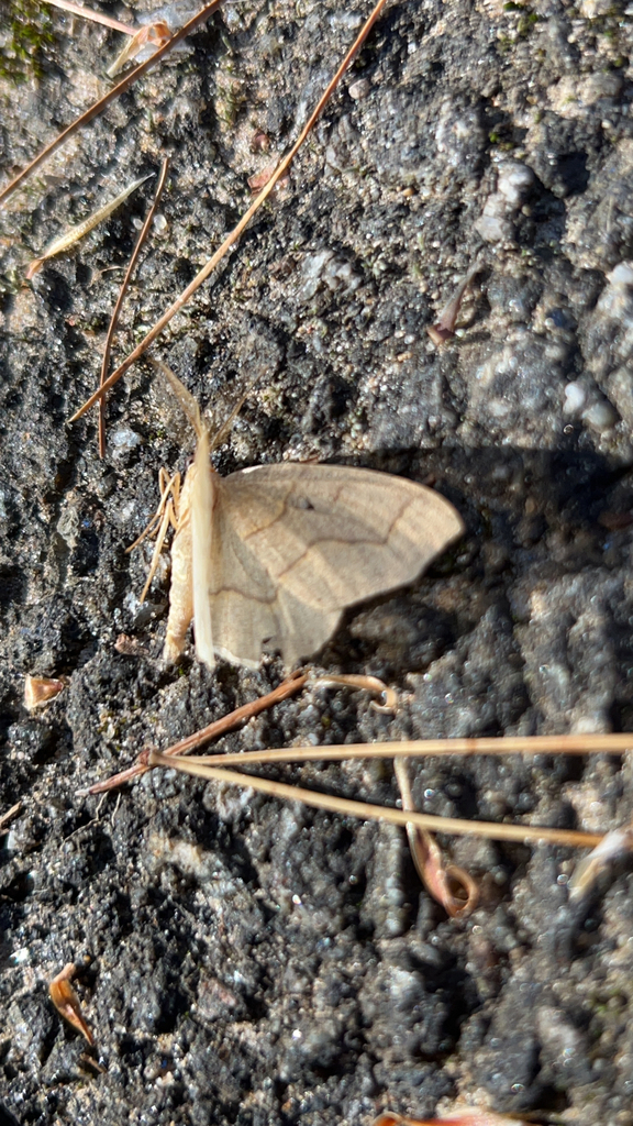 Hemlock Looper Moth from Saranac Lake on October 02, 2022 at 10:54 AM ...