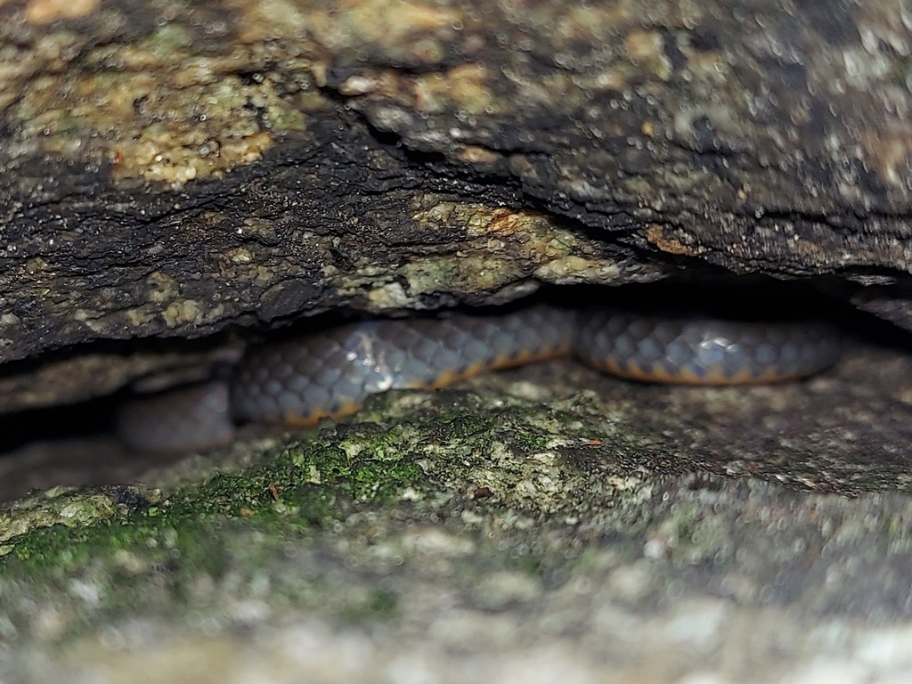 Northern Ringneck Snake from Washington County on October 02, 2022 at ...