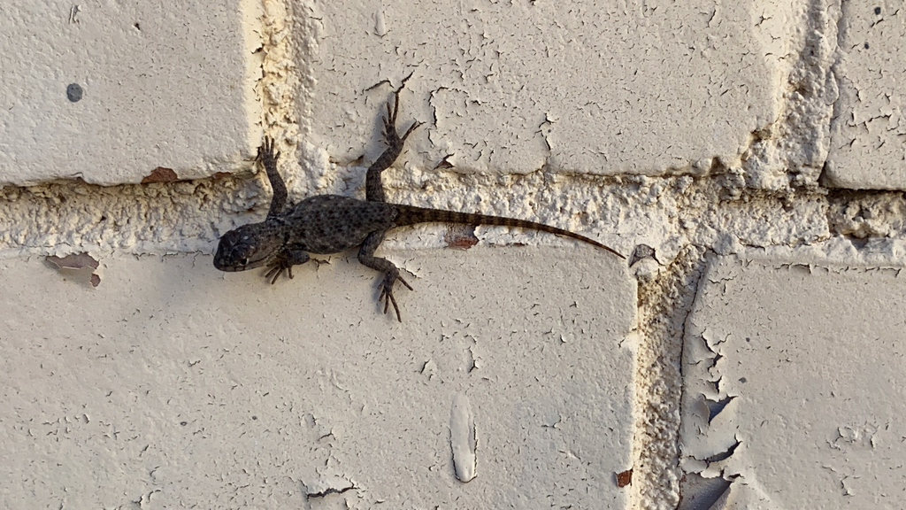 Desert Spiny Lizard from Tucson on October 02, 2022 at 09:58 AM by ...